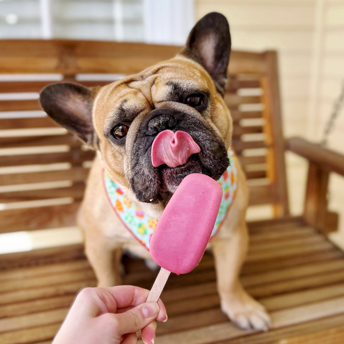 Pup-sicle Recipe 🐶 – The Foggy Dog