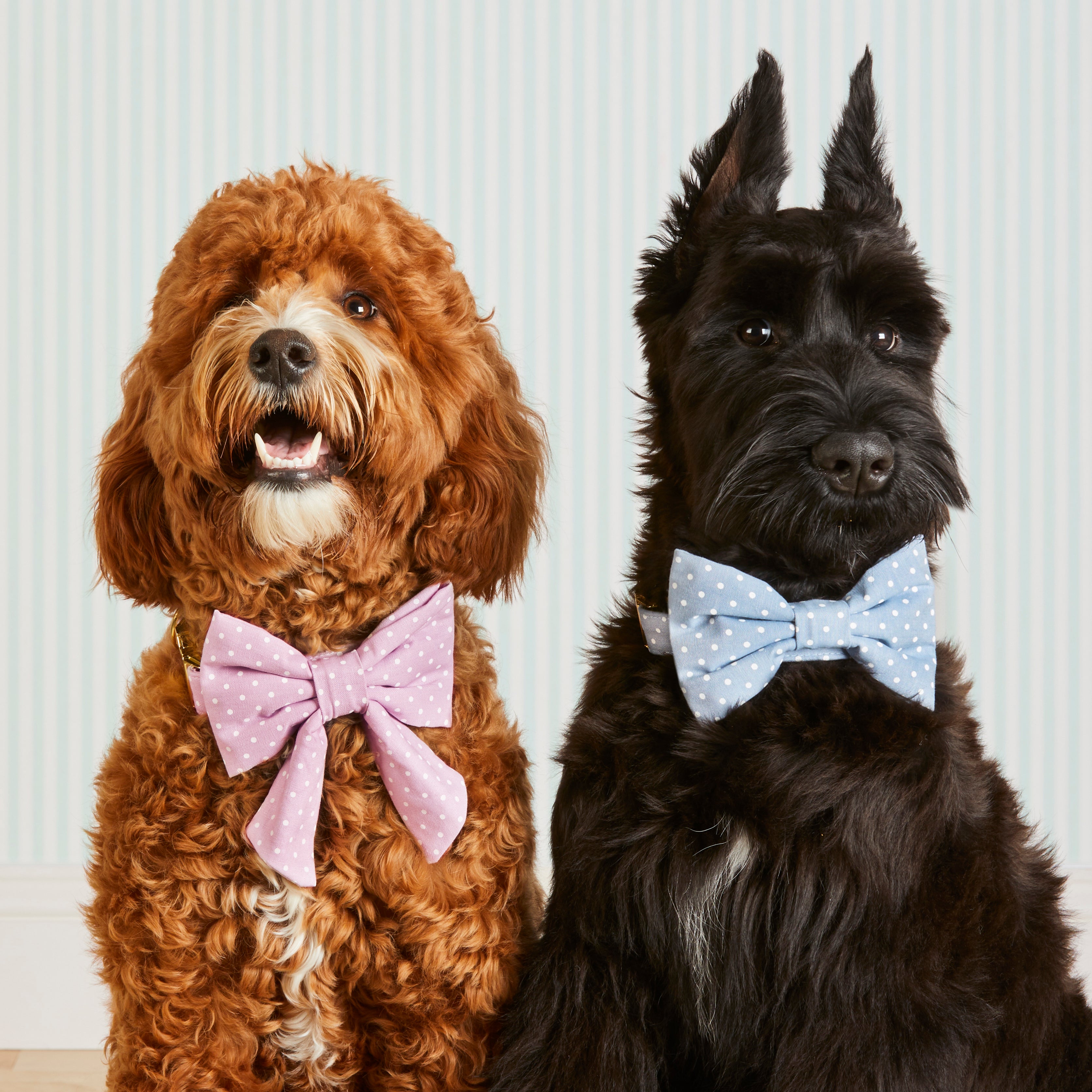 The Fancy Pup Collection | Luxe Gifts for Stylish Dog Owners | The ...