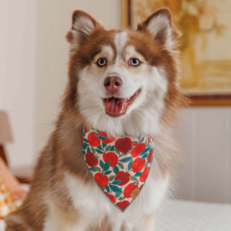 Fall Collection of Dog Accessories | Stylish and Cozy Pet Essentials ...