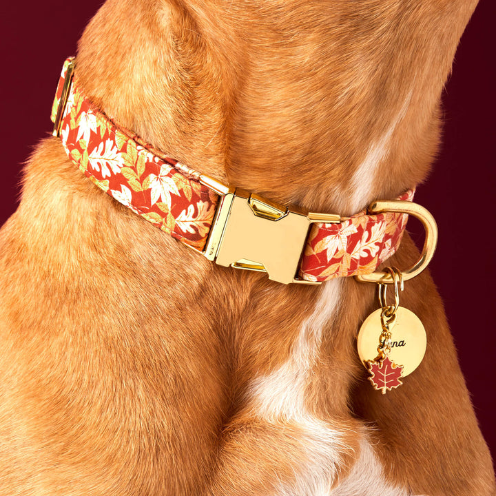 Adjustable Dog Collars | Stylish Pet Accessories | The Foggy Dog
