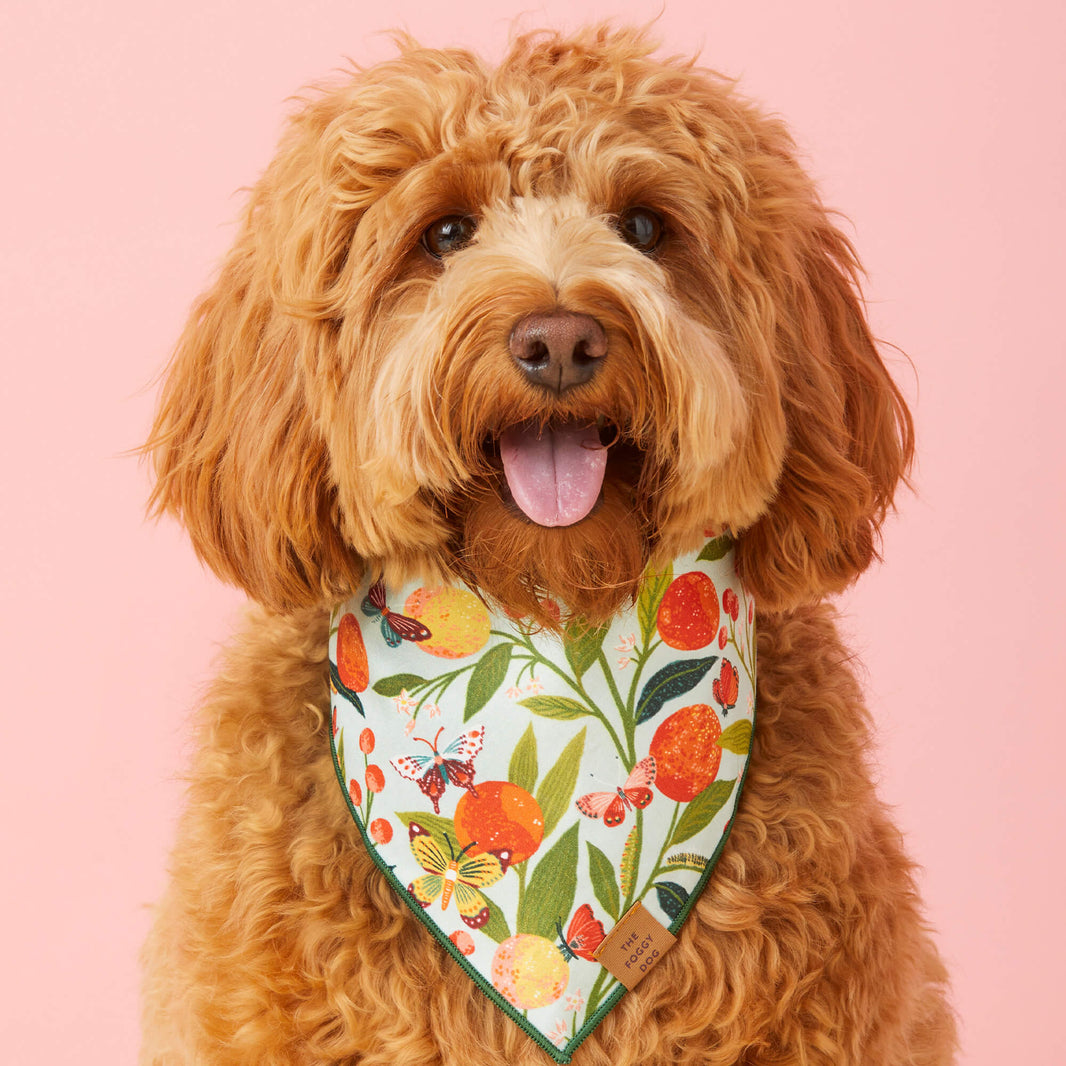 Classic Tie-On Dog Bandanas | Stylish Accessories for Every Pup | The ...