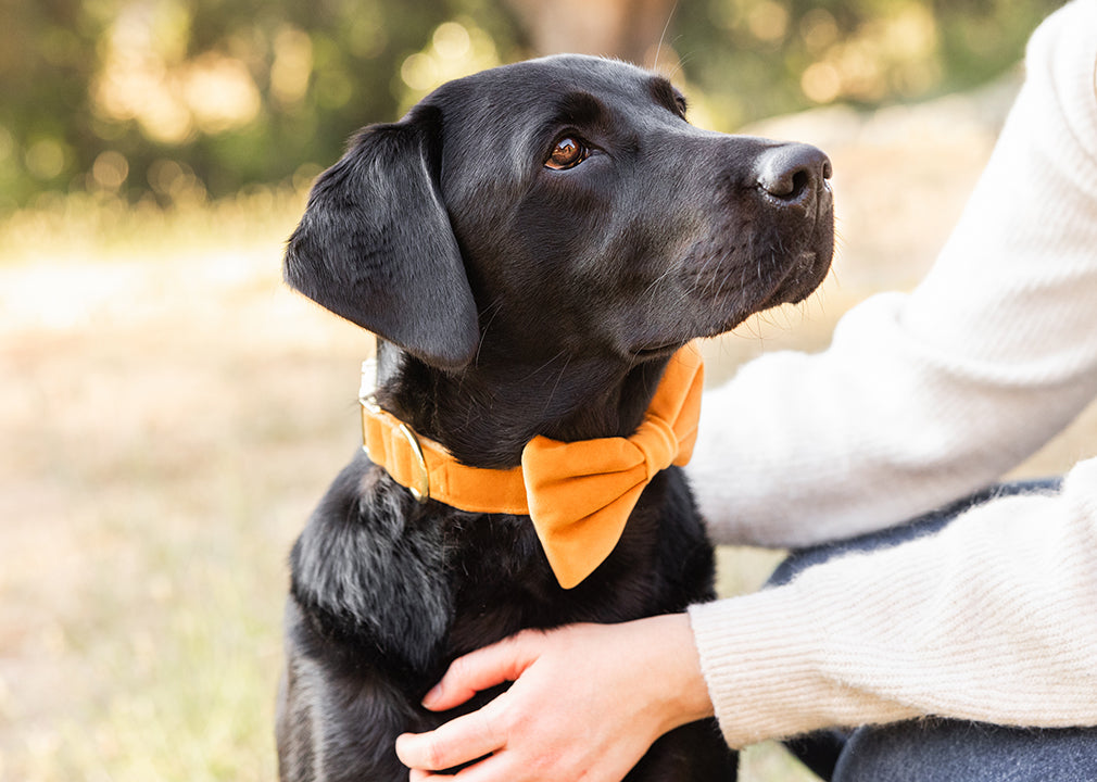 The Foggy Dog - Your Best Friend Deserves the Best