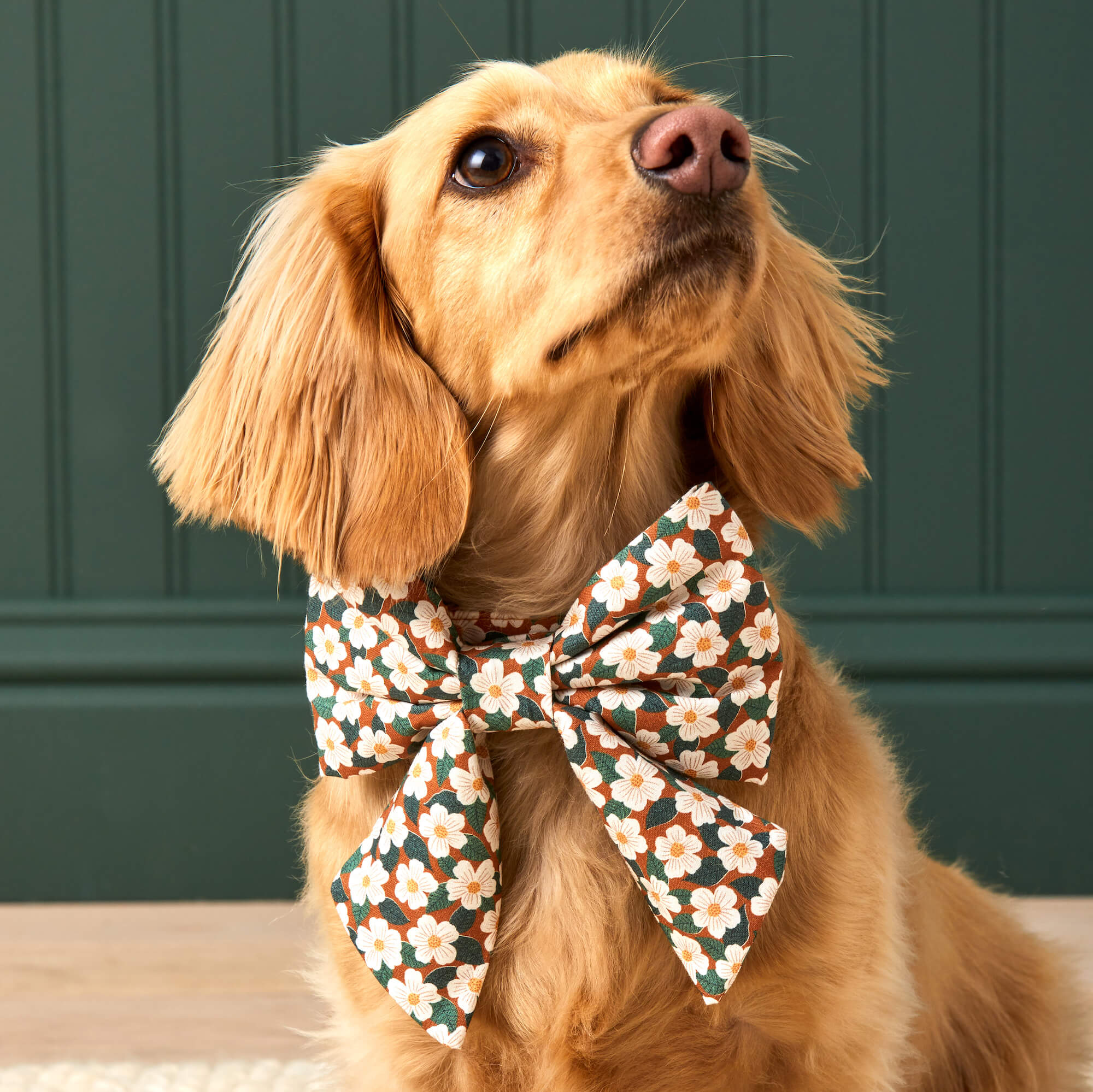 Lady Dog Bows | Elegant Dog Accessories | The Foggy Dog