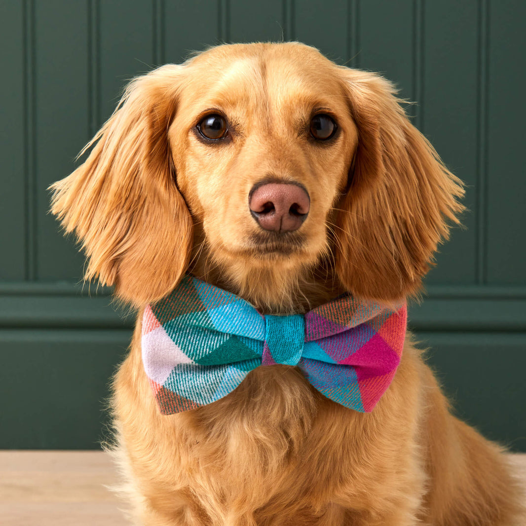 Bow Tie Collars – The Foggy Dog