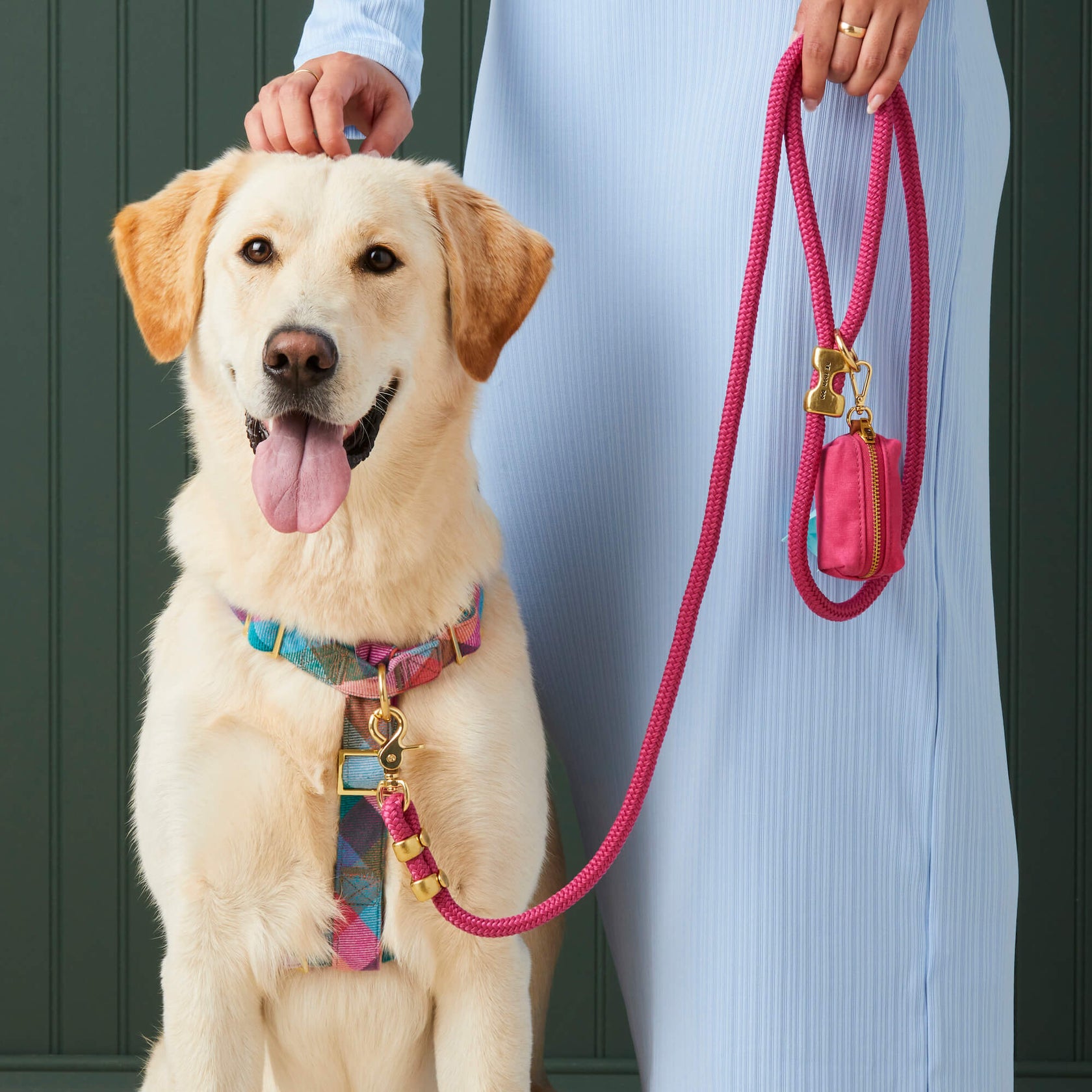 Color Pop Plaid Flannel Harness Walk Set – The Foggy Dog