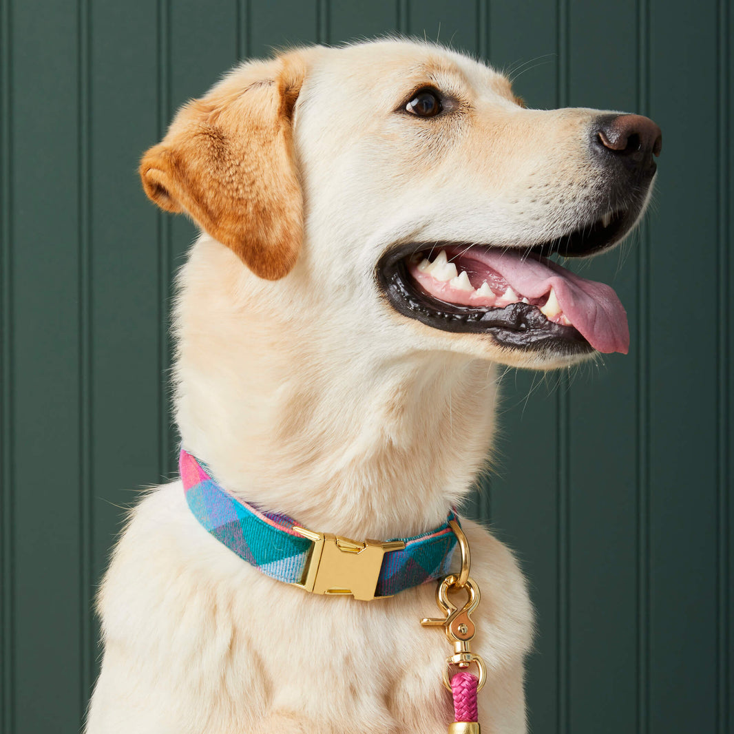 Color Pop Plaid Flannel Dog Bandana – The Foggy Dog