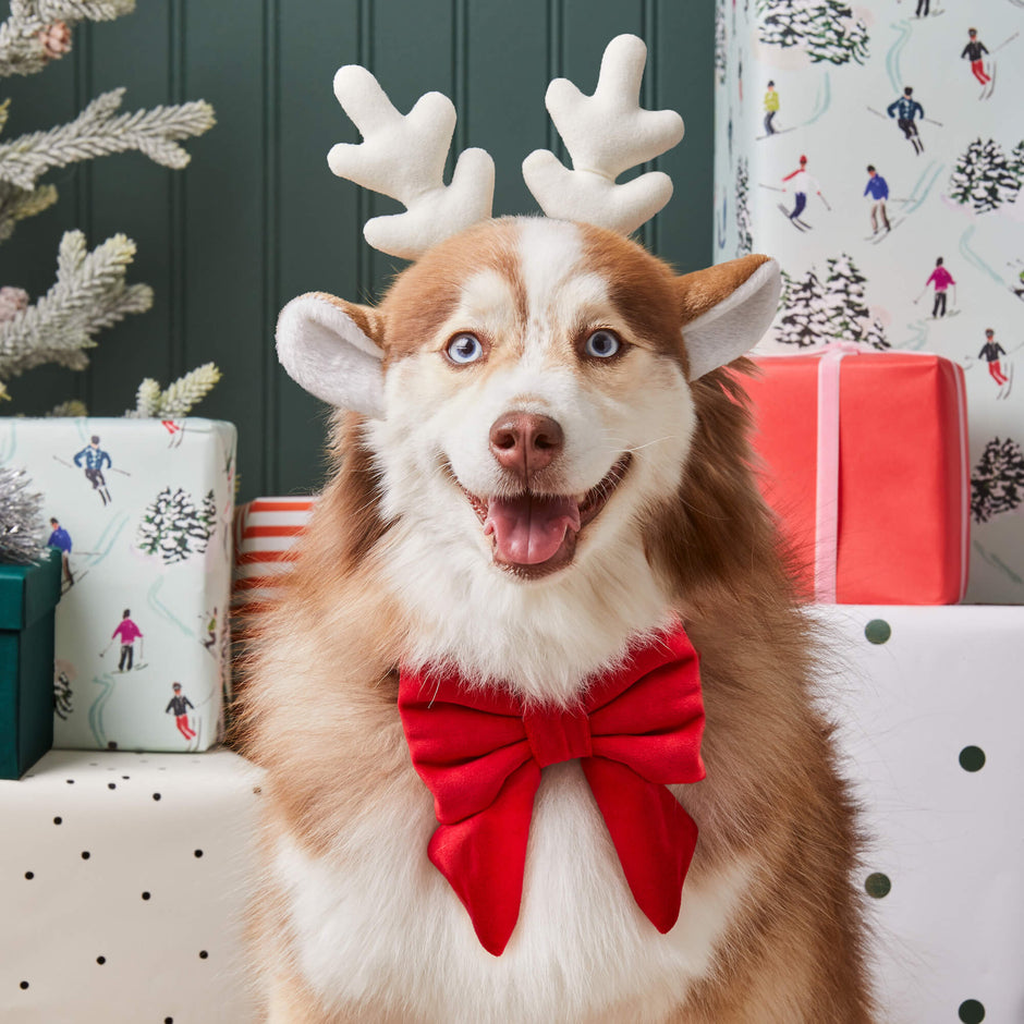 Lady Dog Bows | Elegant Dog Accessories | The Foggy Dog