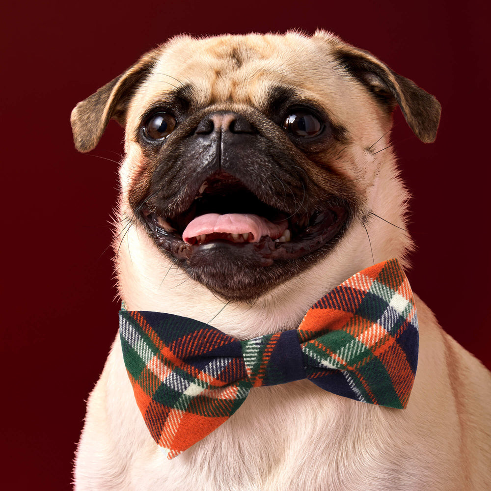 Fall Collection of Dog Accessories | Stylish and Cozy Pet Essentials ...