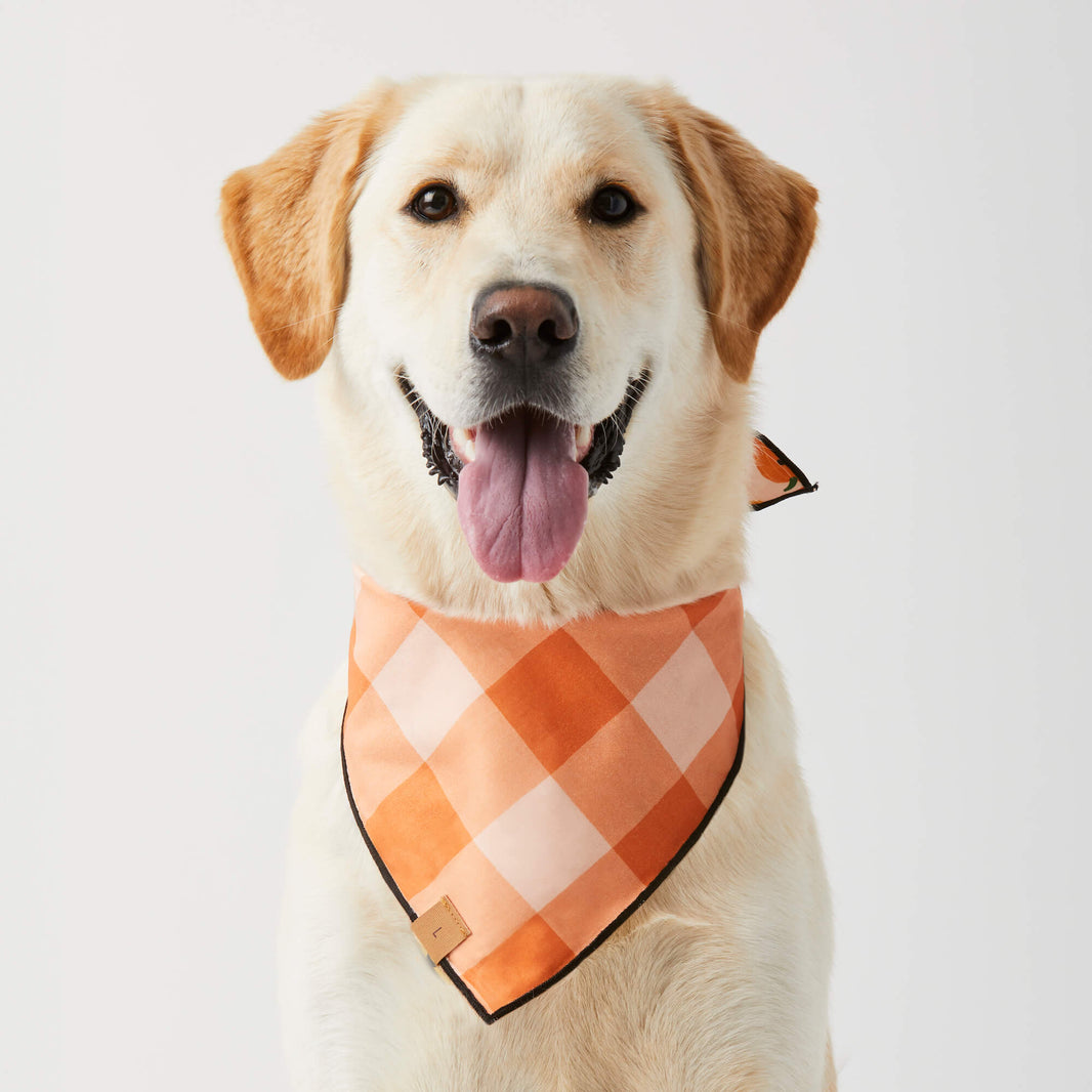 Classic Tie-On Dog Bandanas | Stylish Accessories for Every Pup | The ...
