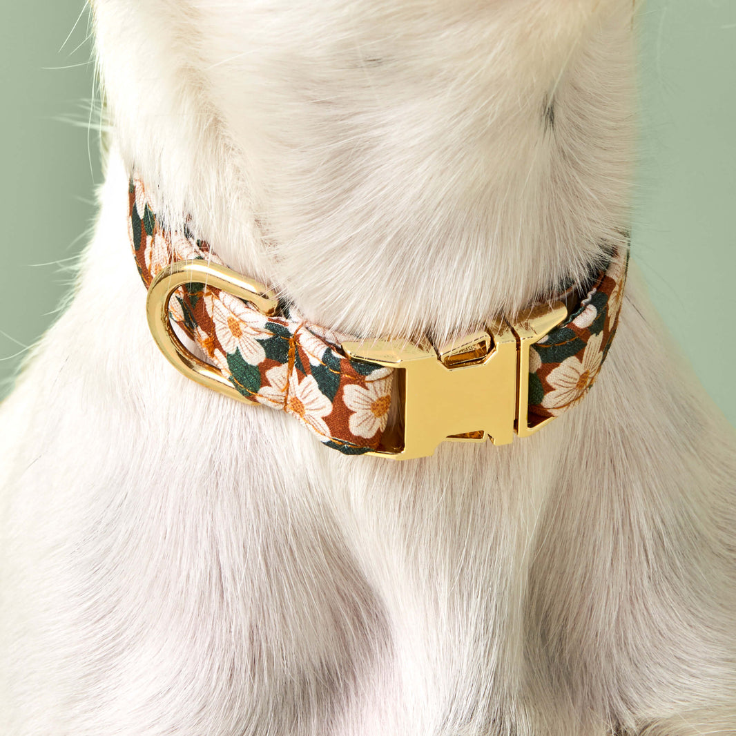 Adjustable Dog Collars | Stylish Pet Accessories | The Foggy Dog