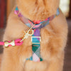 Color Pop Plaid Flannel Harness Walk Set – The Foggy Dog