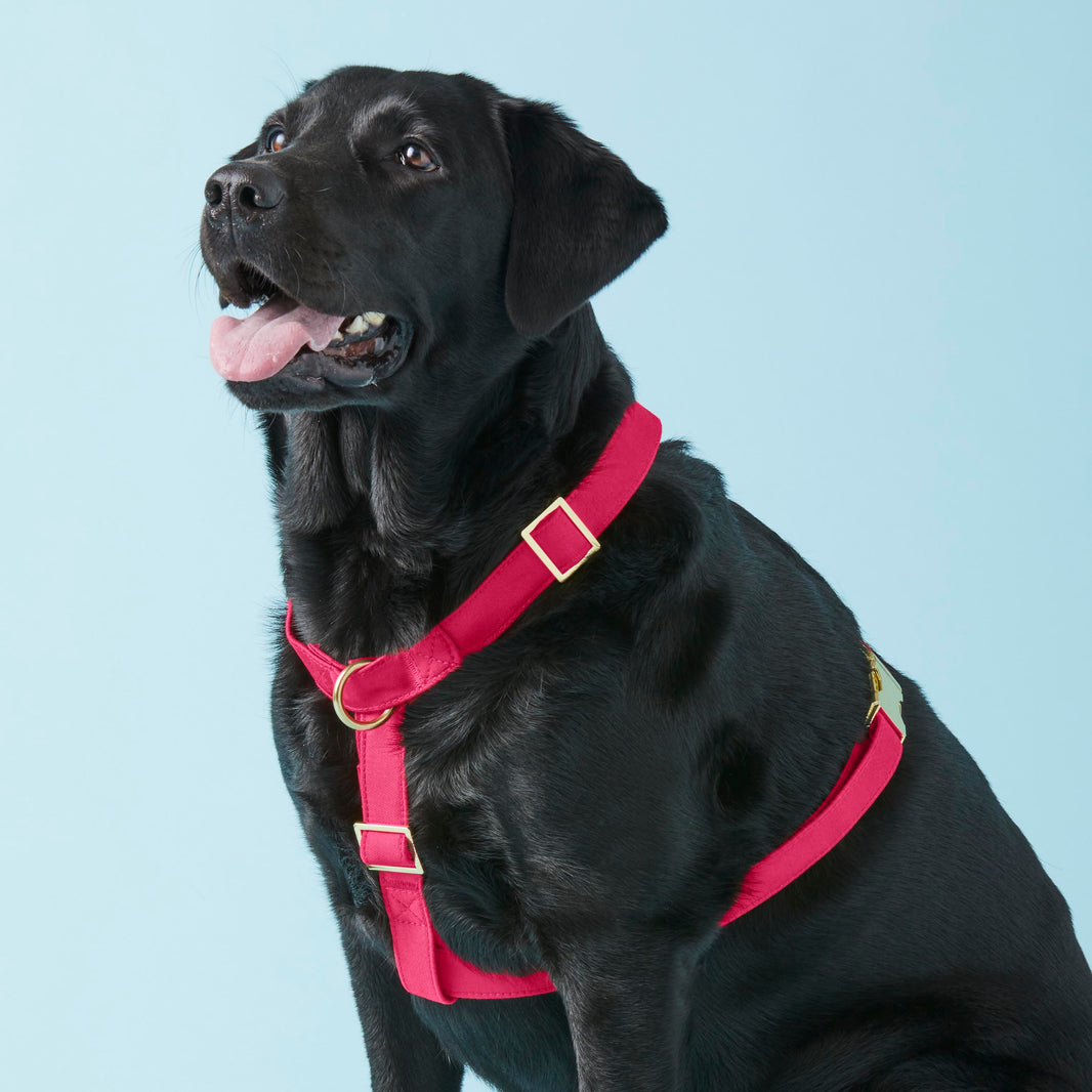 Dog Harnesses – The Foggy Dog