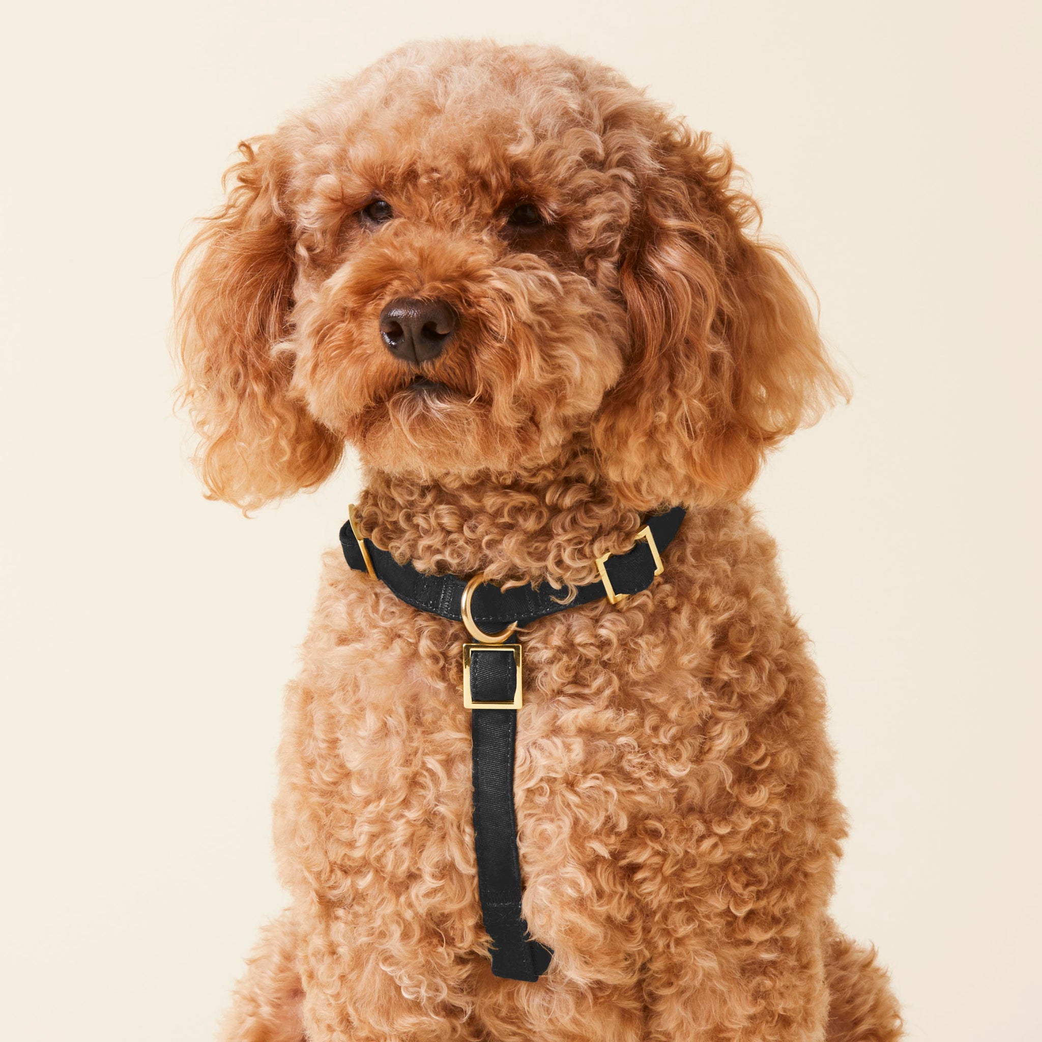 Onyx Dog Harness – The Foggy Dog