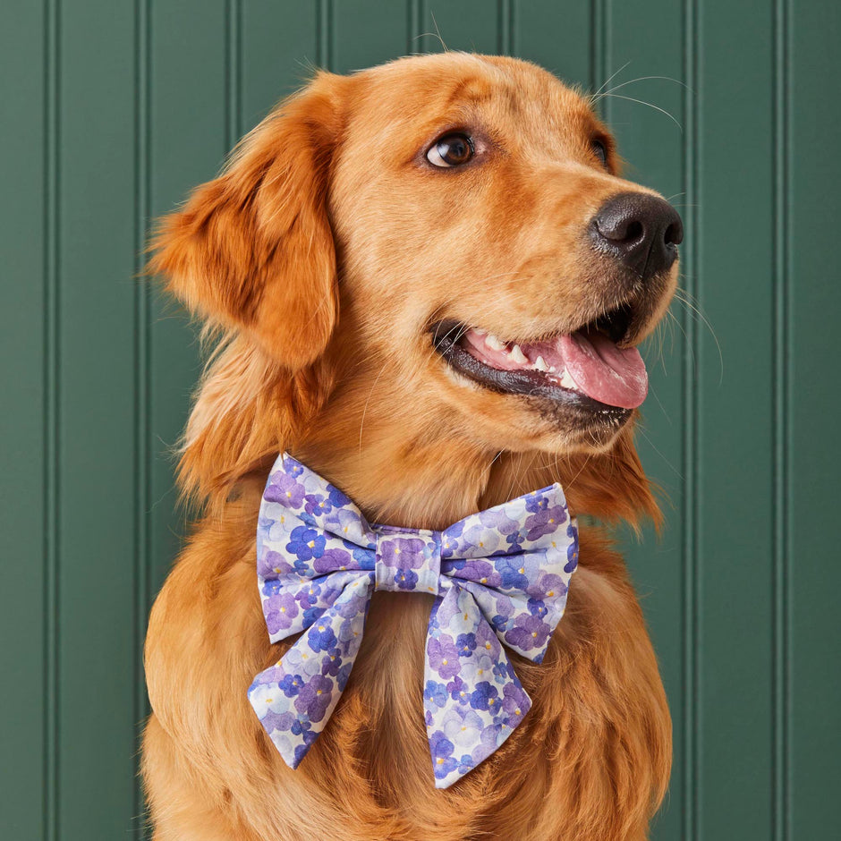 Pressed Pansies Collar Walk Set – The Foggy Dog
