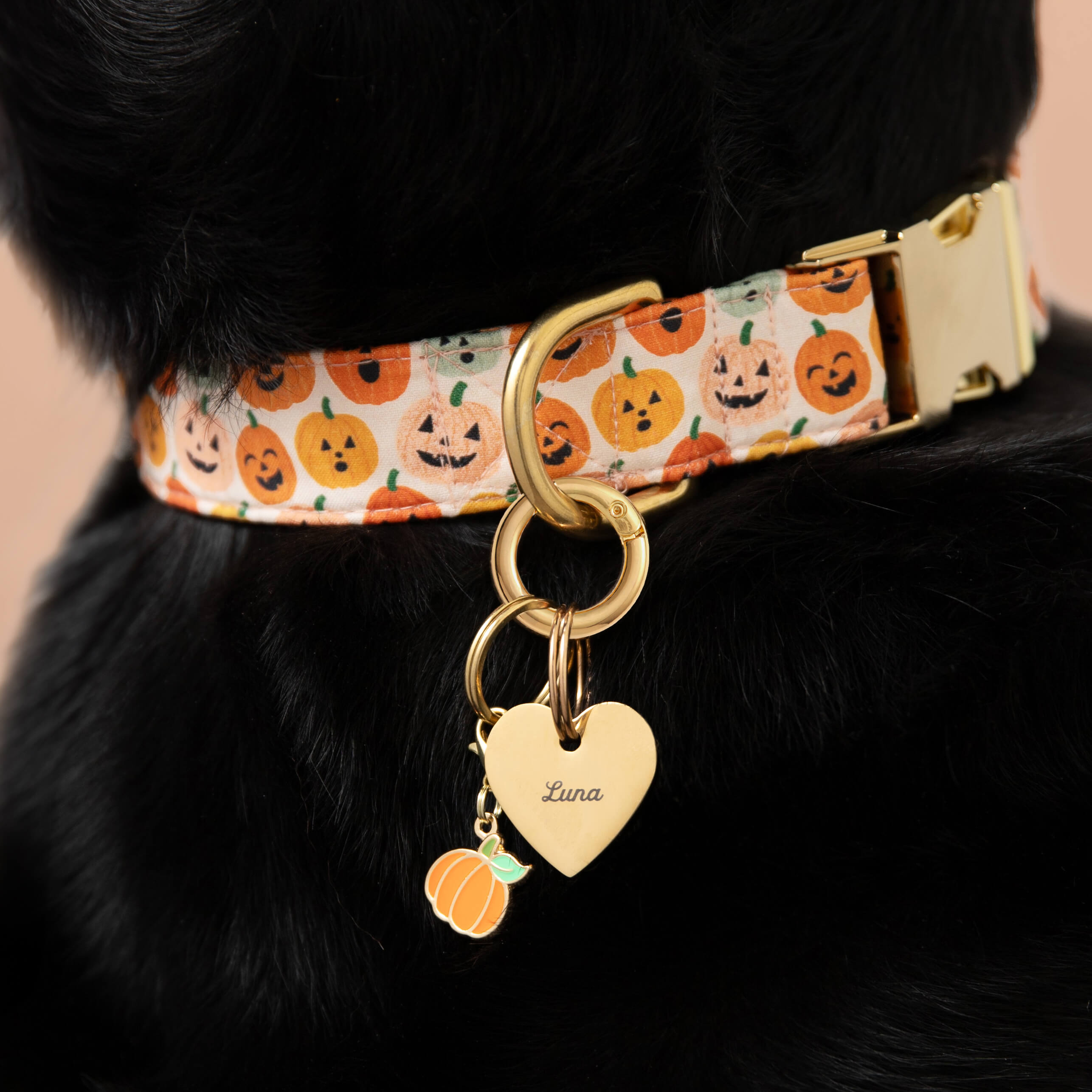 Adjustable Dog Collars | Stylish Pet Accessories | The Foggy Dog