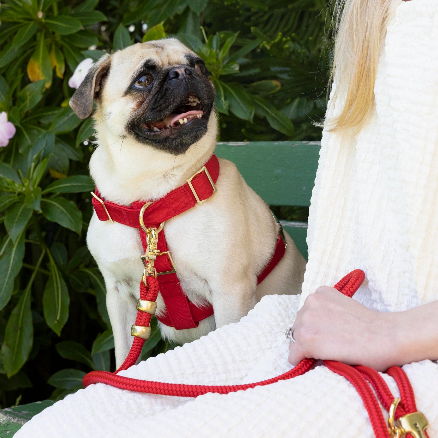 Ruby Harness Walk Set – The Foggy Dog