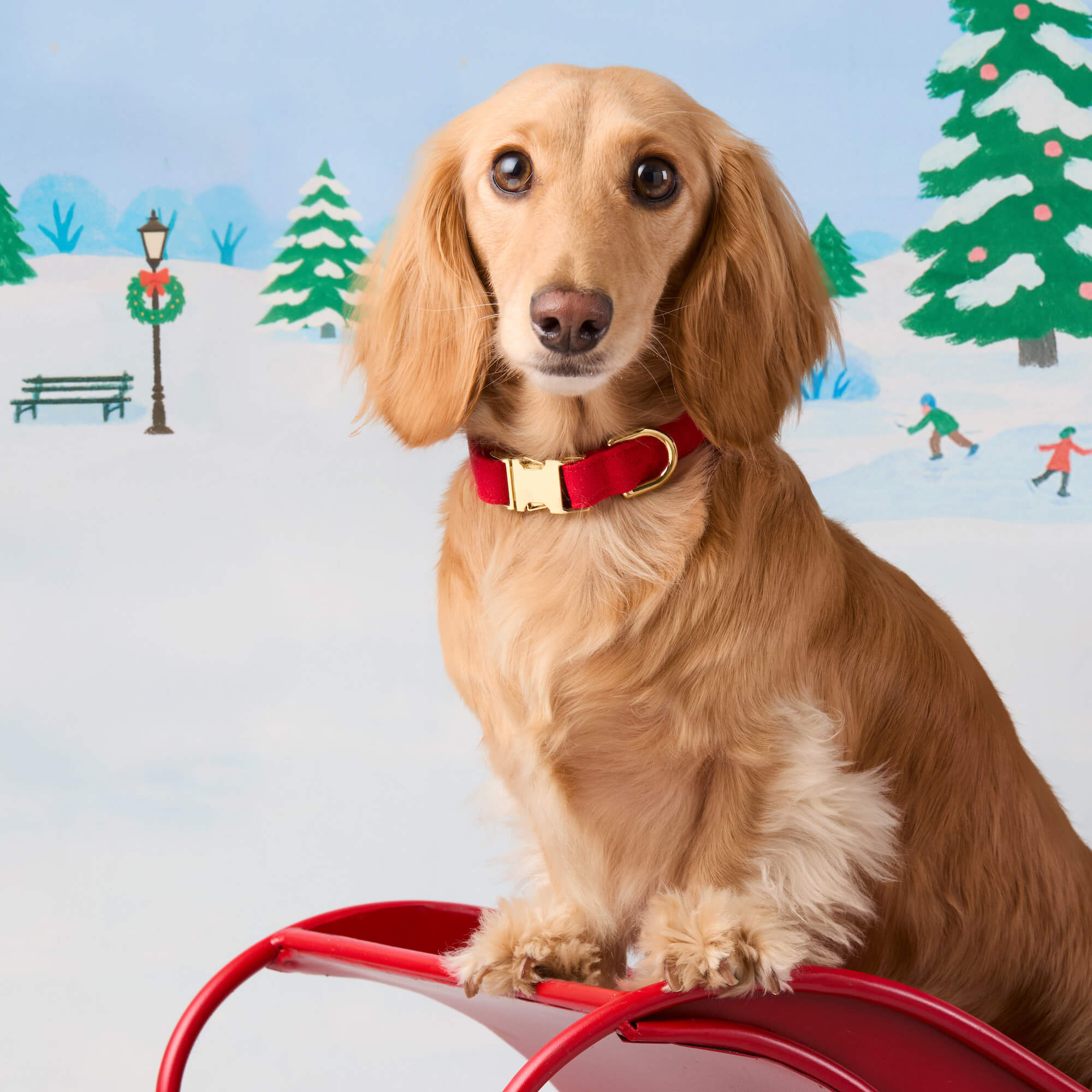 Ruby Dog Collar – The Foggy Dog