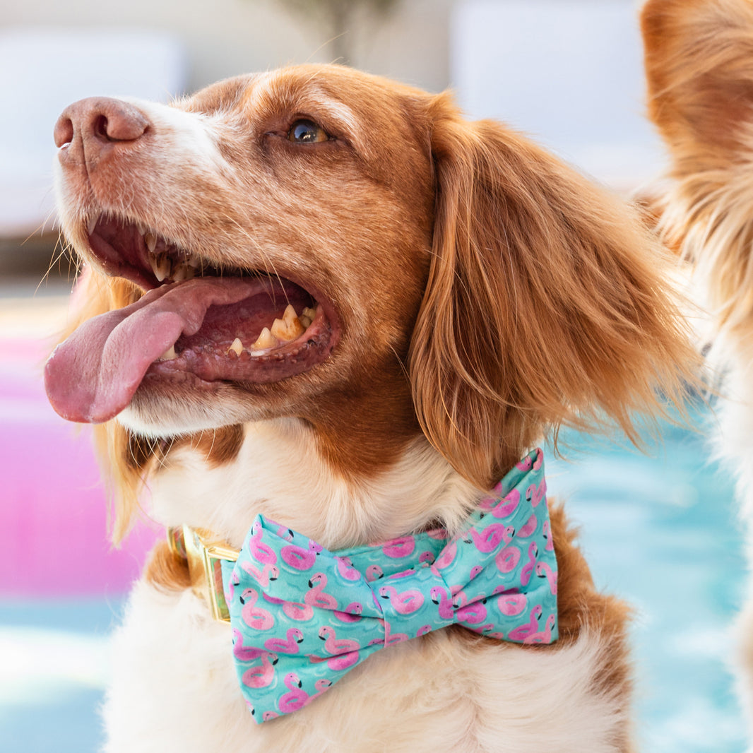 Handmade Dog Bow Ties and Collars | Elegance for Every Occasion | The ...
