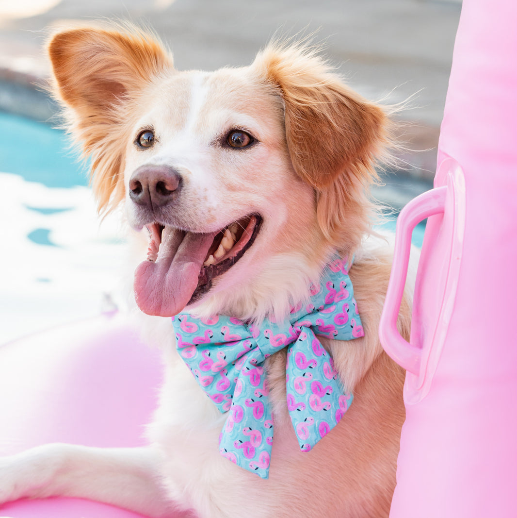 Lady Dog Bows | Elegant Dog Accessories | The Foggy Dog