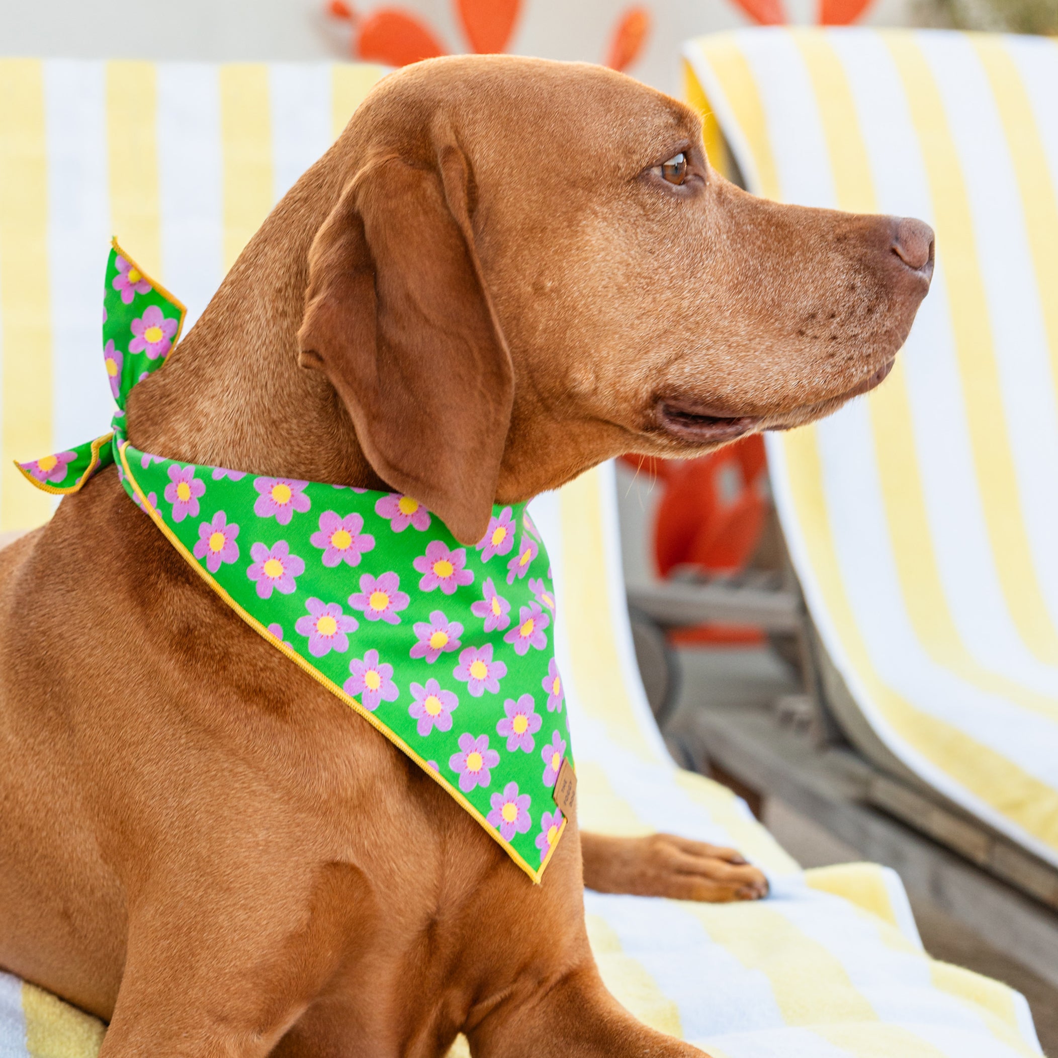 Classic Tie-On Dog Bandanas | Stylish Accessories for Every Pup | The ...