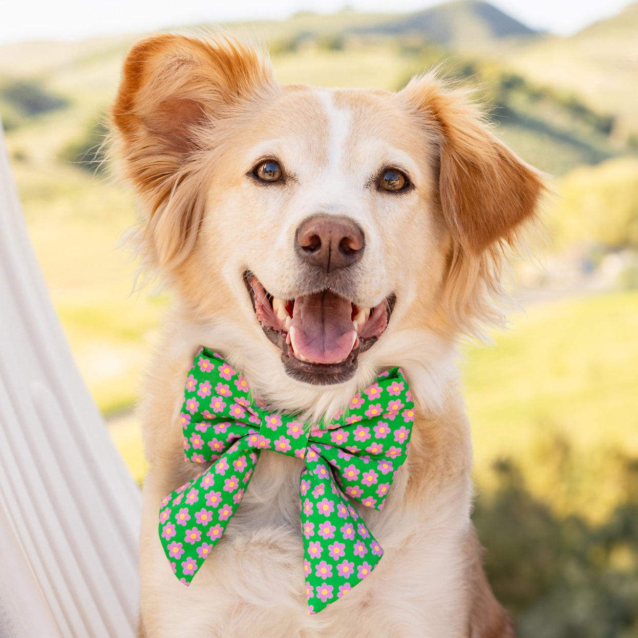 Lady Dog Bows | Elegant Dog Accessories | The Foggy Dog