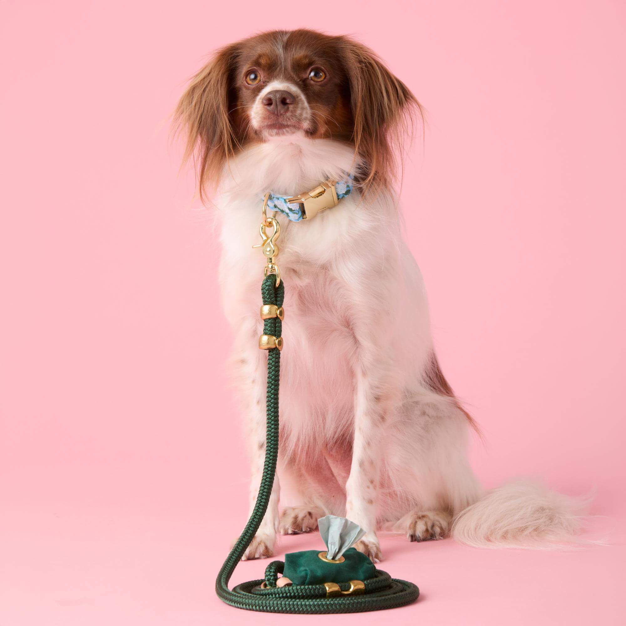 Hydrangea Collar Walk Set – The Foggy Dog