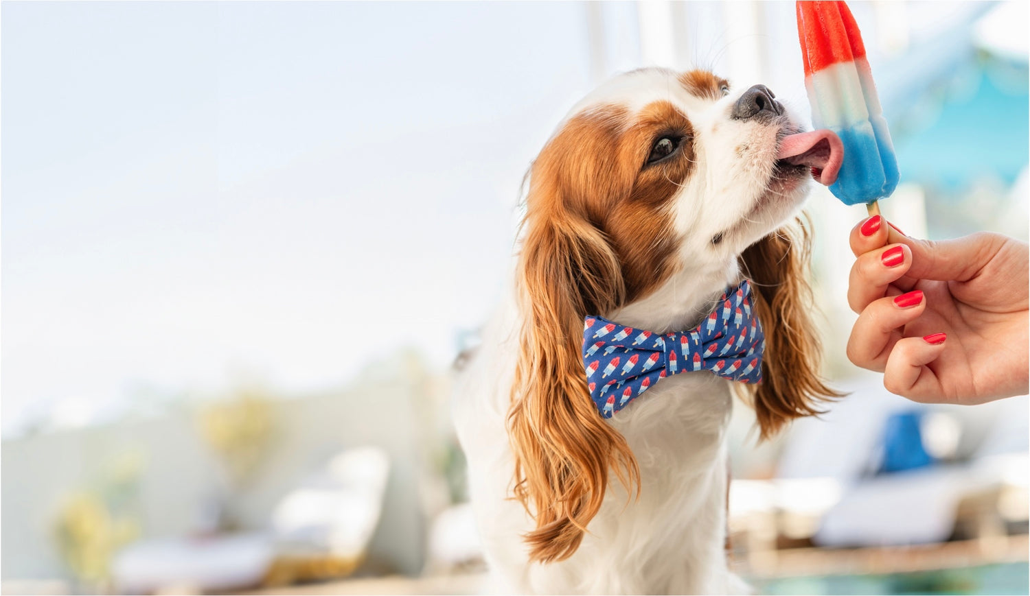 The Foggy Dog - Your Best Friend Deserves the Best