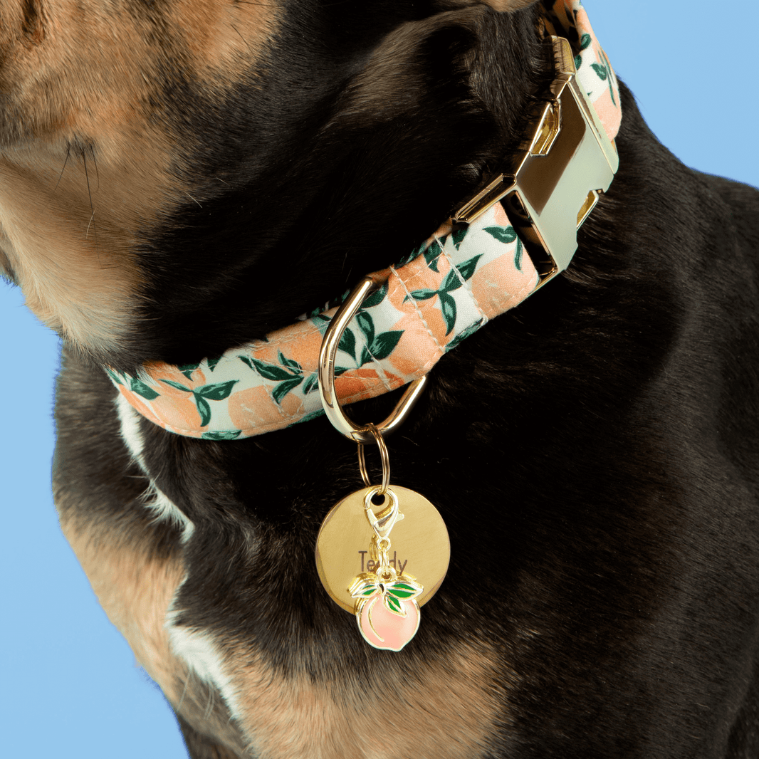 Peaches and Cream Dog Collar – The Foggy Dog