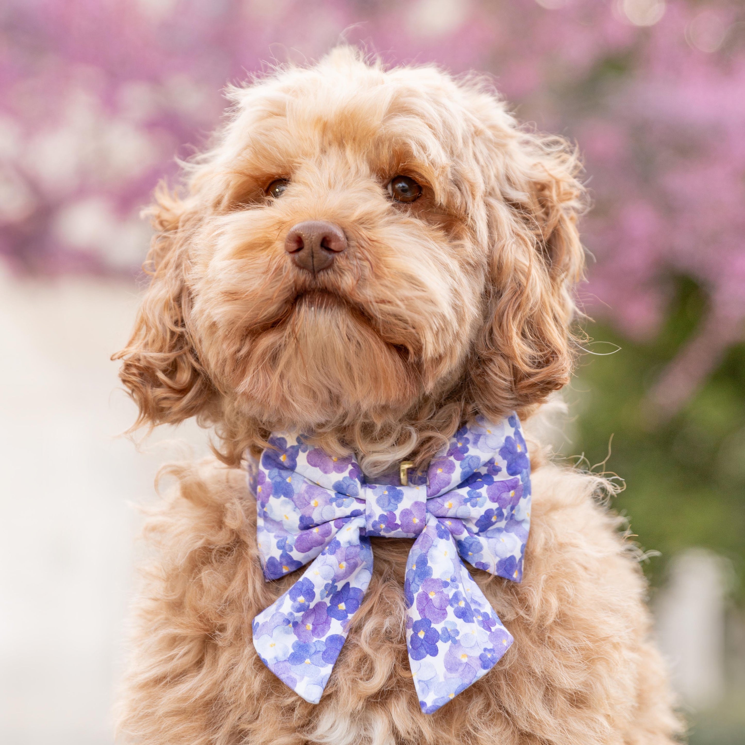 Pressed Pansies Lady Bow Collar – The Foggy Dog