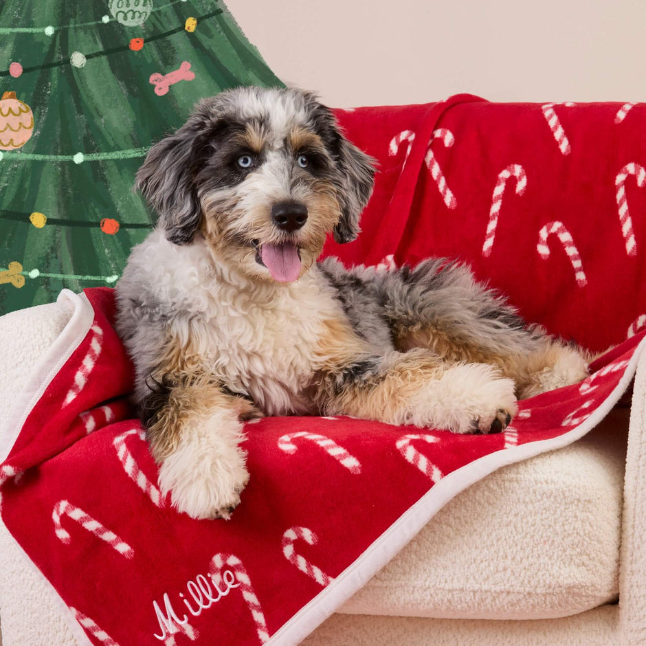 Cozy Beds for Stylish Pets | The Foggy Dog: Sleep Collection