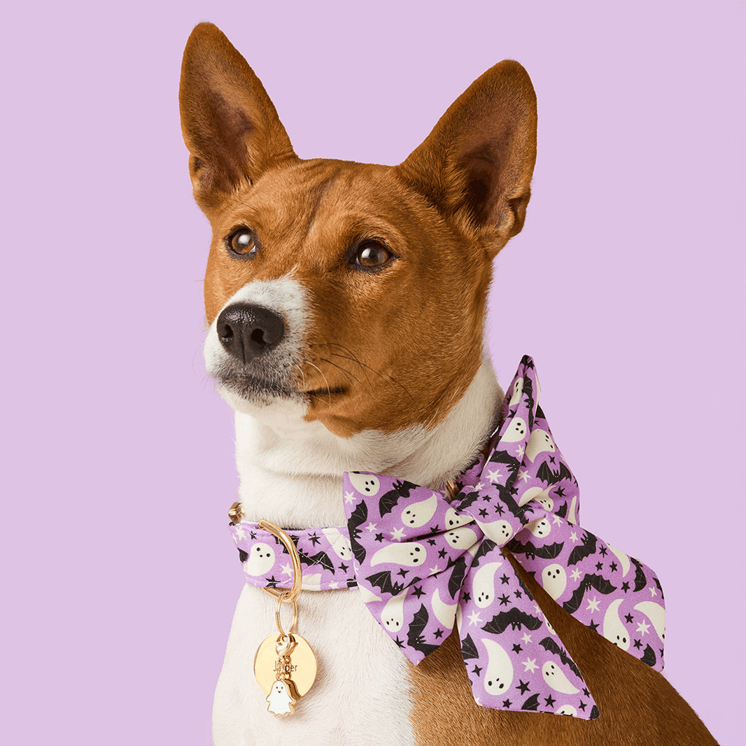 Lady Dog Bows | Elegant Dog Accessories | The Foggy Dog