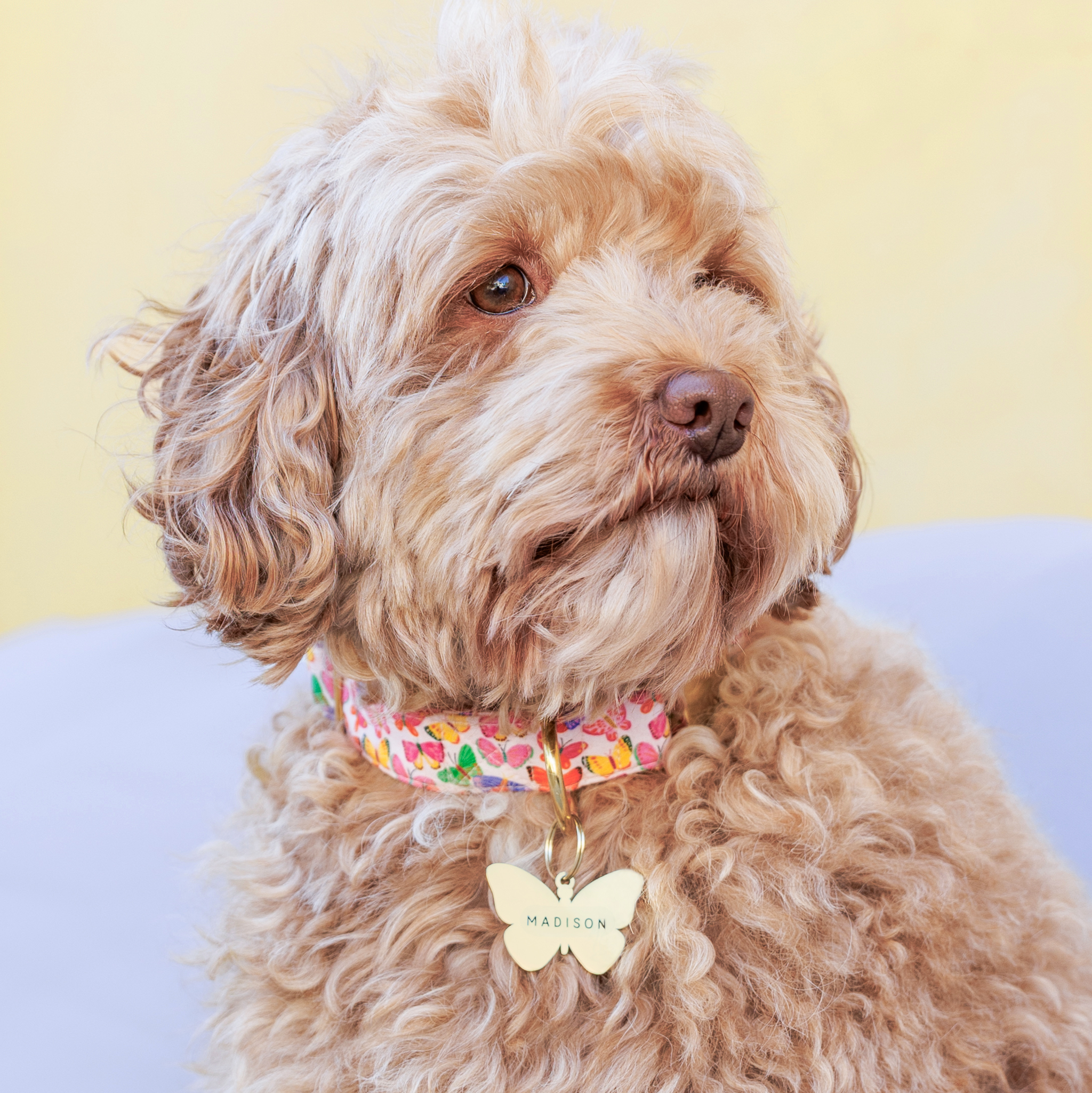 Butterfly Pet ID Tag – The Foggy Dog