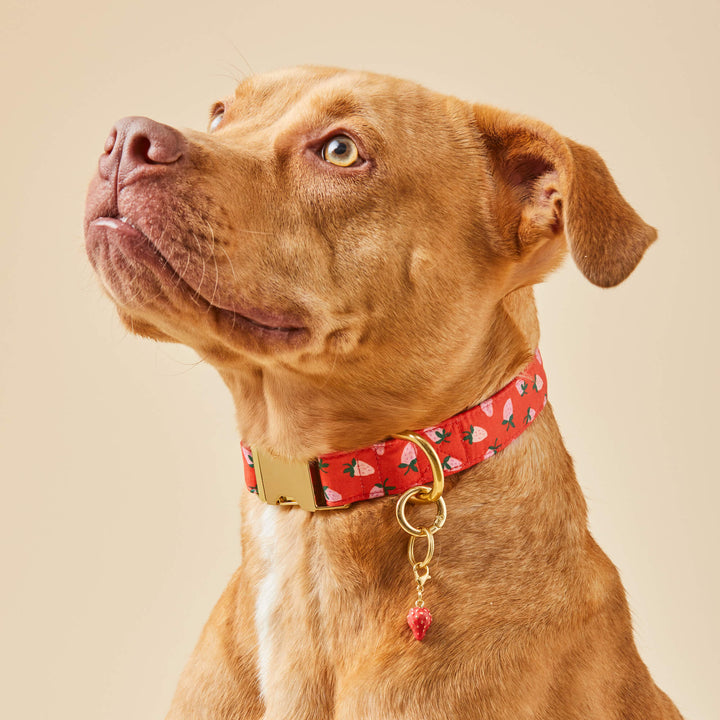 Berry Sweet Dog Harness – The Foggy Dog