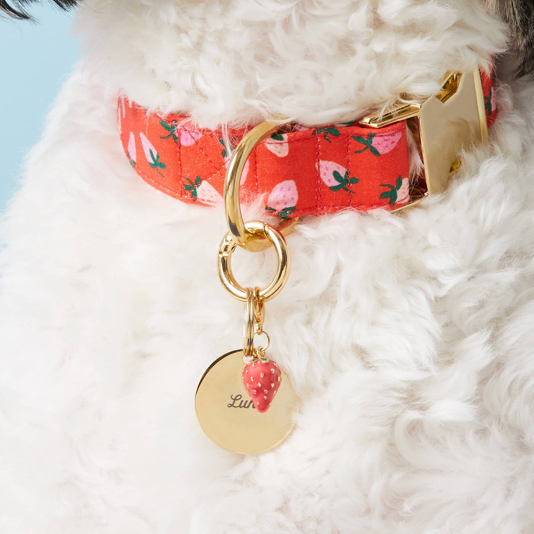 Peaches and Cream Dog Collar – The Foggy Dog
