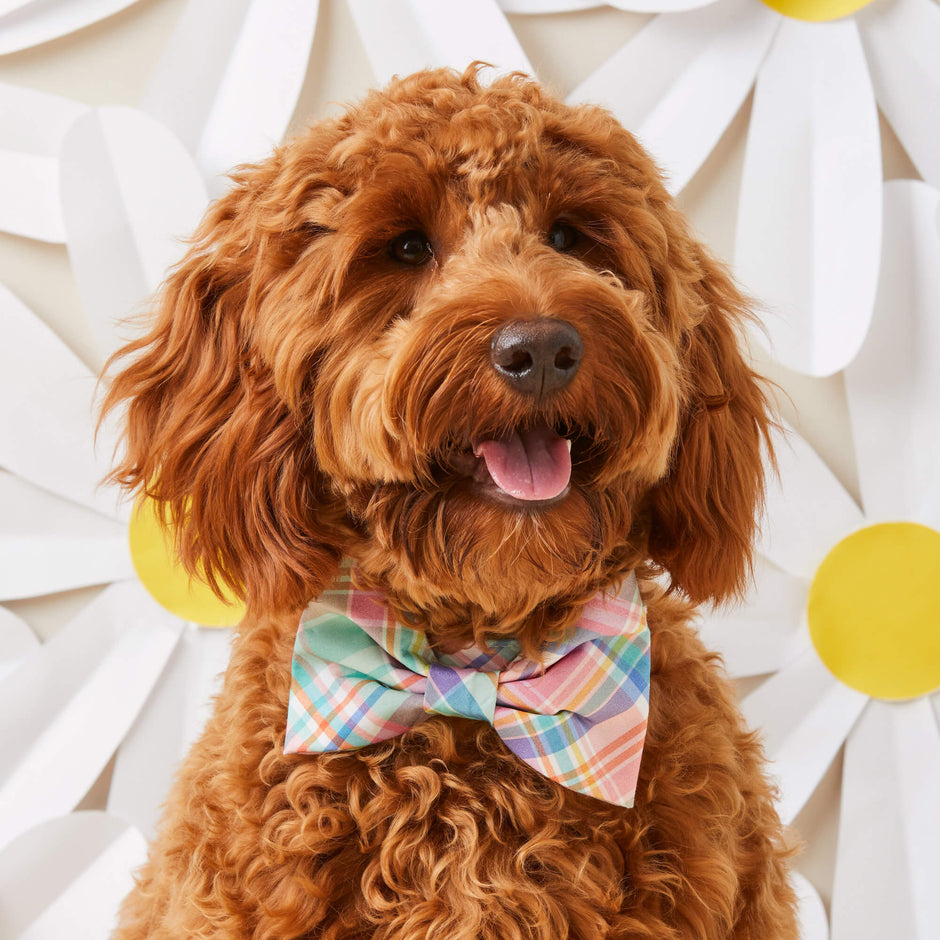 Handmade Dog Bow Ties and Collars | Elegance for Every Occasion | The ...