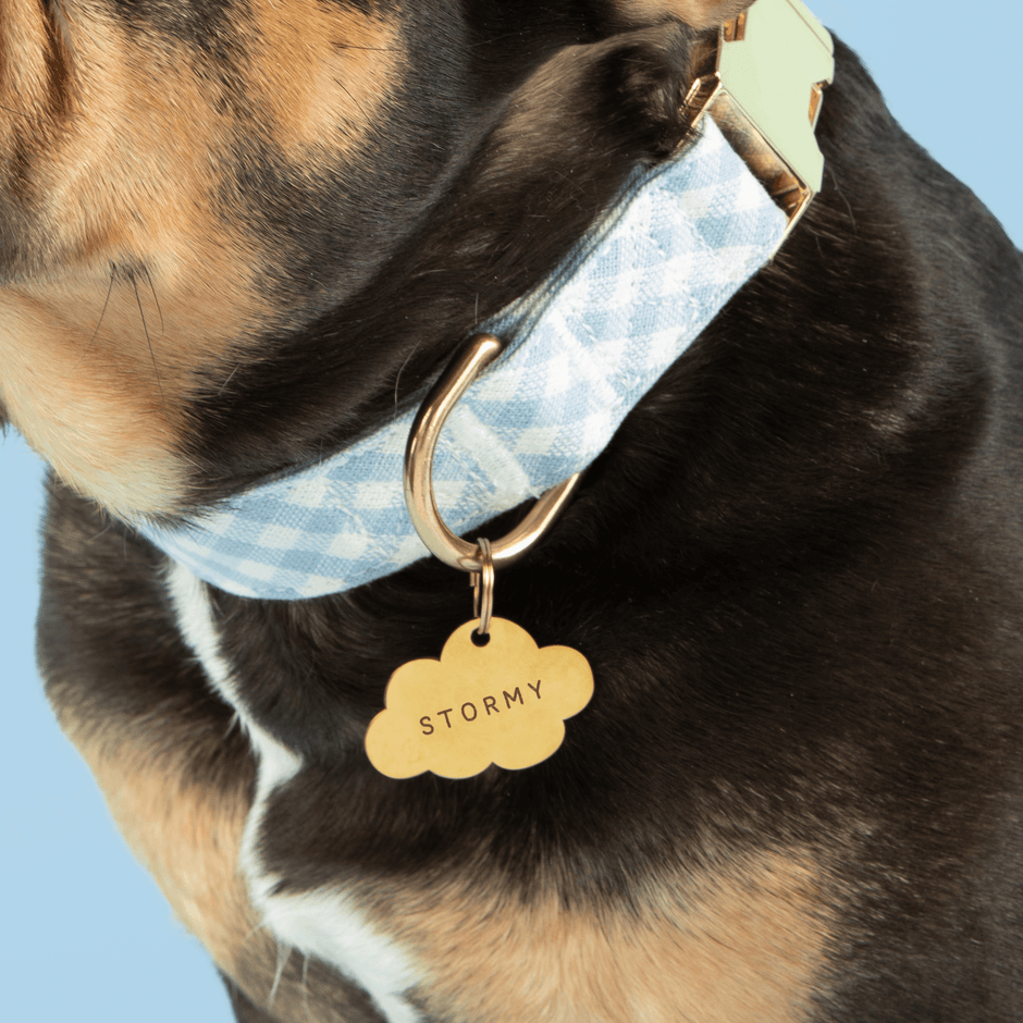 Pet ID Tags | Stylish and Safe Identification for Pets | The Foggy Dog