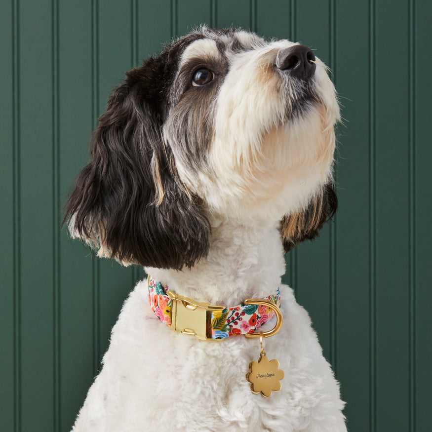 Rifle Paper Co. x TFD Garden Party Dog Collar – The Foggy Dog
