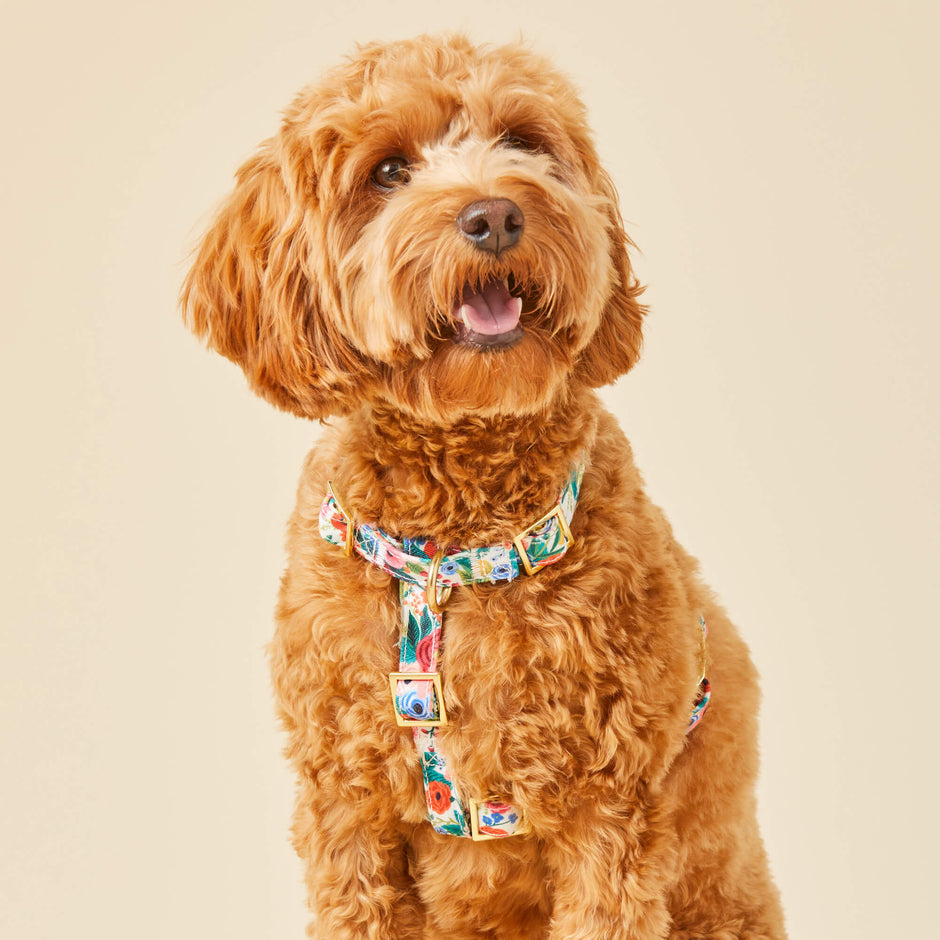 Dog Harnesses – The Foggy Dog