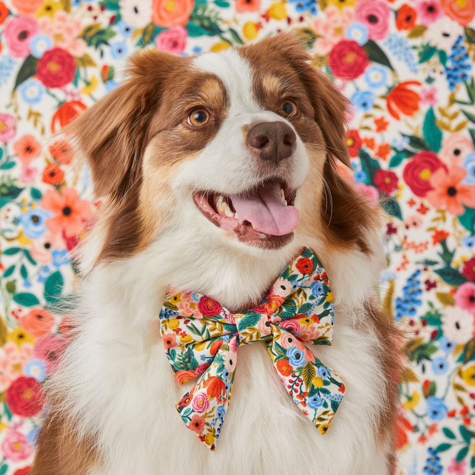 Rifle Paper Co. x TFD Garden Party Collar Walk Set – The Foggy Dog