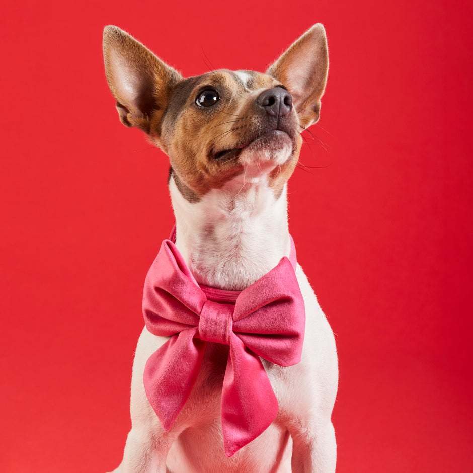 Lady Dog Bows | Elegant Dog Accessories | The Foggy Dog