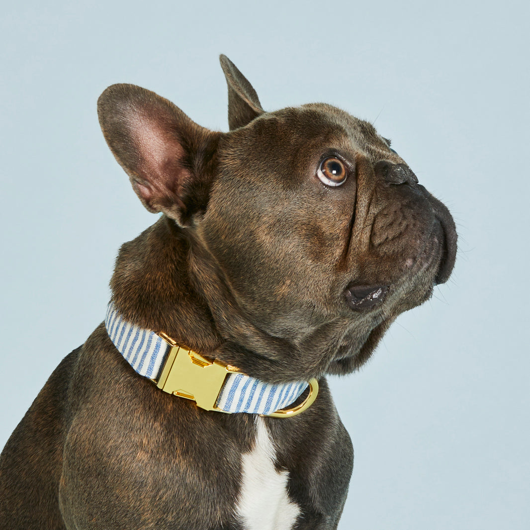 Adjustable Dog Collars | Stylish Pet Accessories | The Foggy Dog