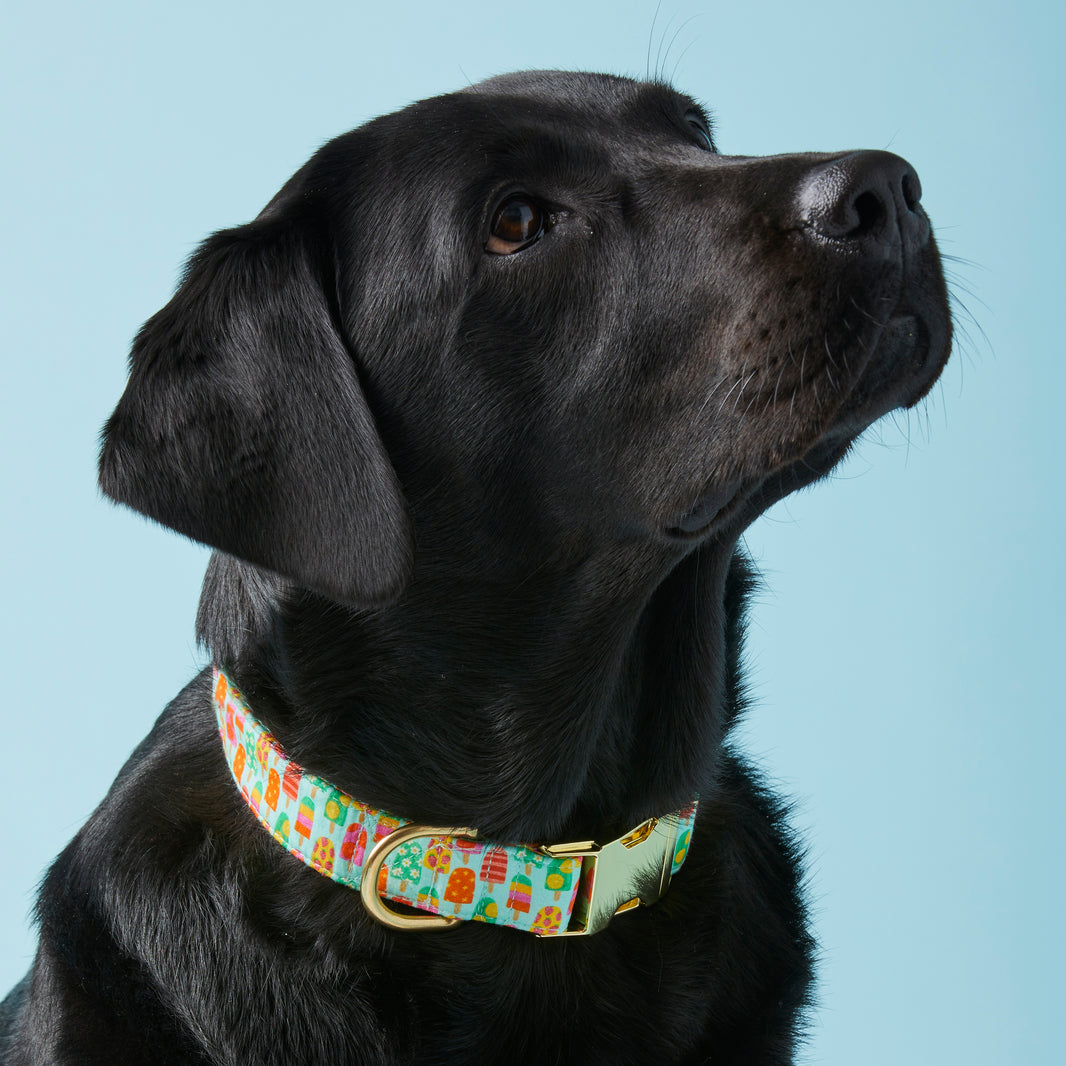 Adjustable Dog Collars | Stylish Pet Accessories | The Foggy Dog