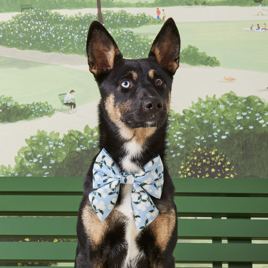 Lady Dog Bows | Elegant Dog Accessories | The Foggy Dog