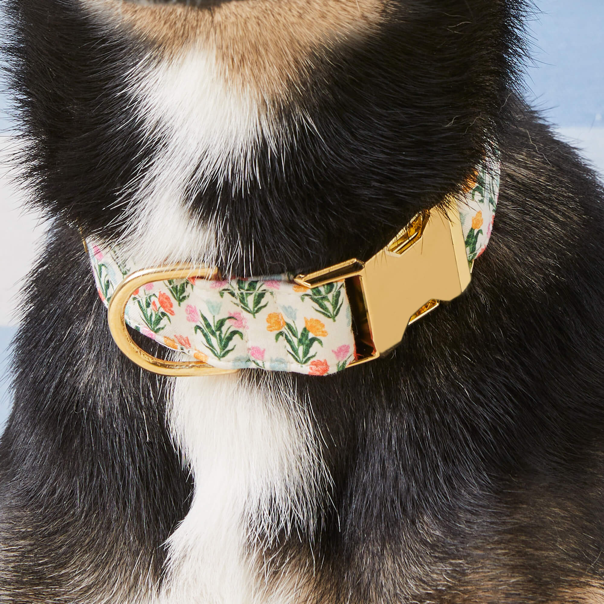 Easter – The Foggy Dog