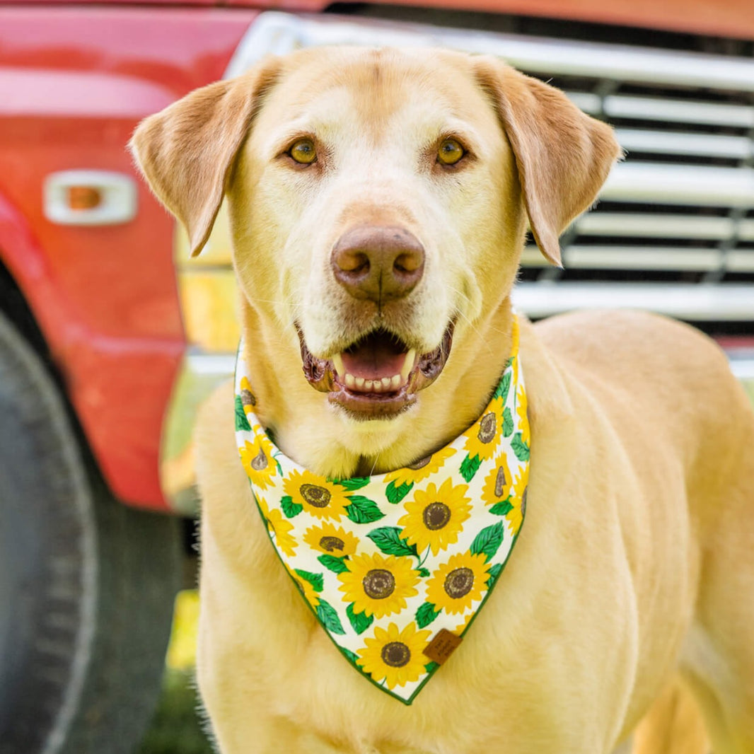 Classic Tie-On Dog Bandanas | Stylish Accessories for Every Pup | The ...