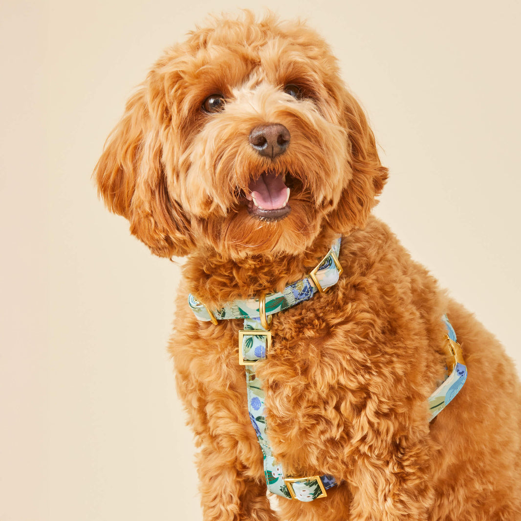 Harnesses – The Foggy Dog