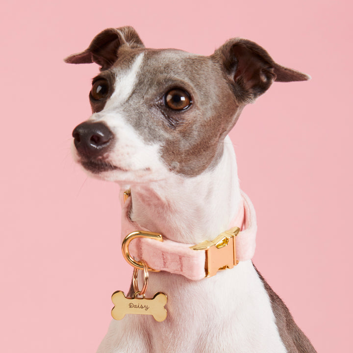 Adjustable Dog Collars | Stylish Pet Accessories | The Foggy Dog