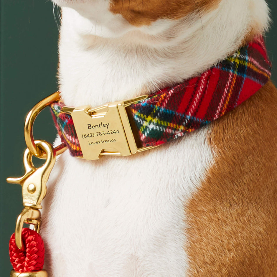 Adjustable Dog Collars | Stylish Pet Accessories | The Foggy Dog