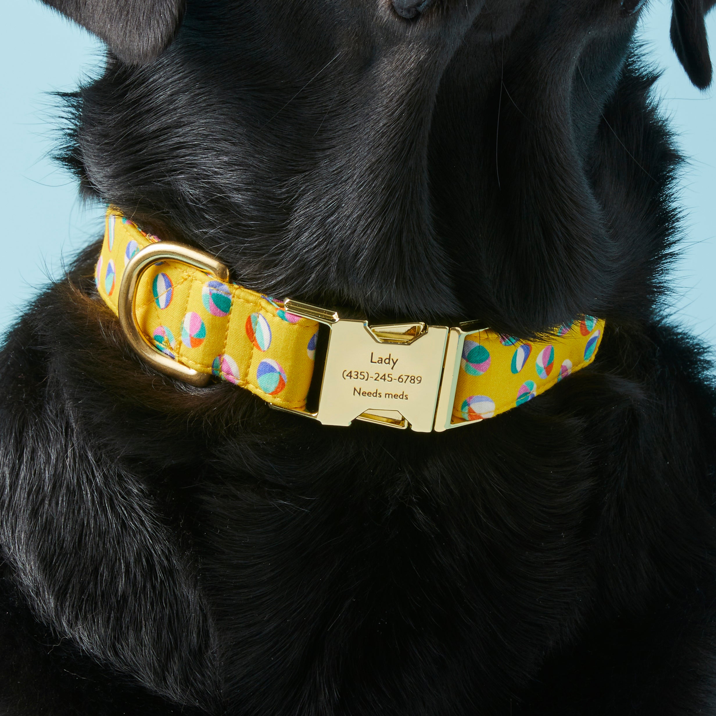 Adjustable Dog Collars | Stylish Pet Accessories | The Foggy Dog