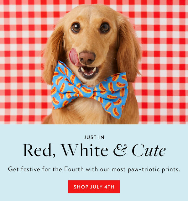 The Foggy Dog - Your Best Friend Deserves the Best